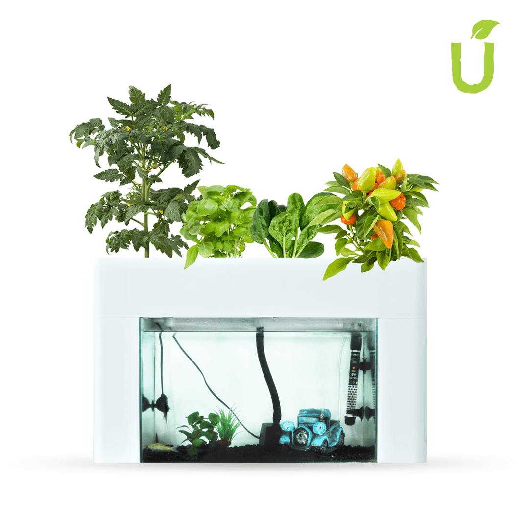 AquaSprout Kit: The Self-Sustaining Aquaponics Garden | John Cootes
